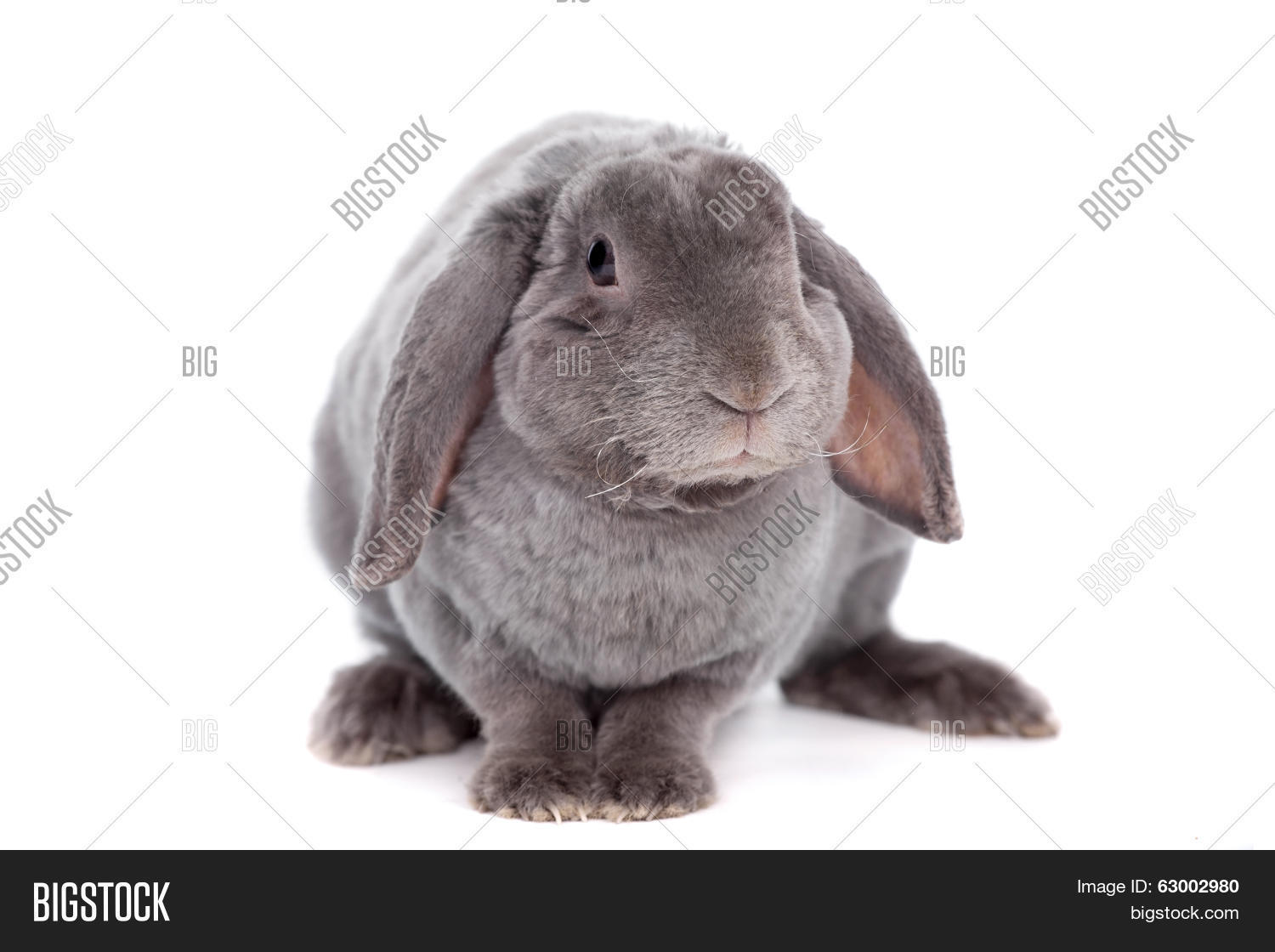 Grey Lop-eared Rabbit Image & Photo (Free Trial) | Bigstock