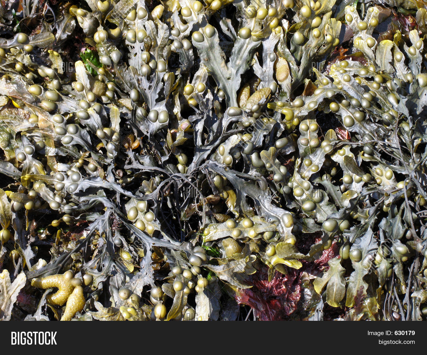 Seaweed Texture Image & Photo (Free Trial) | Bigstock