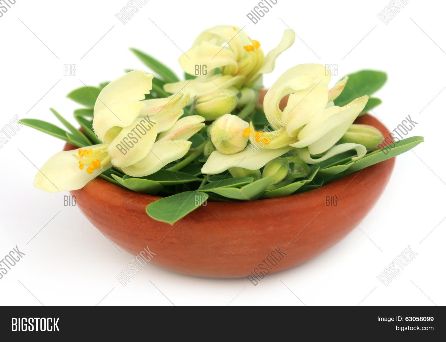Edible Moringa Flower Image & Photo (Free Trial) | Bigstock