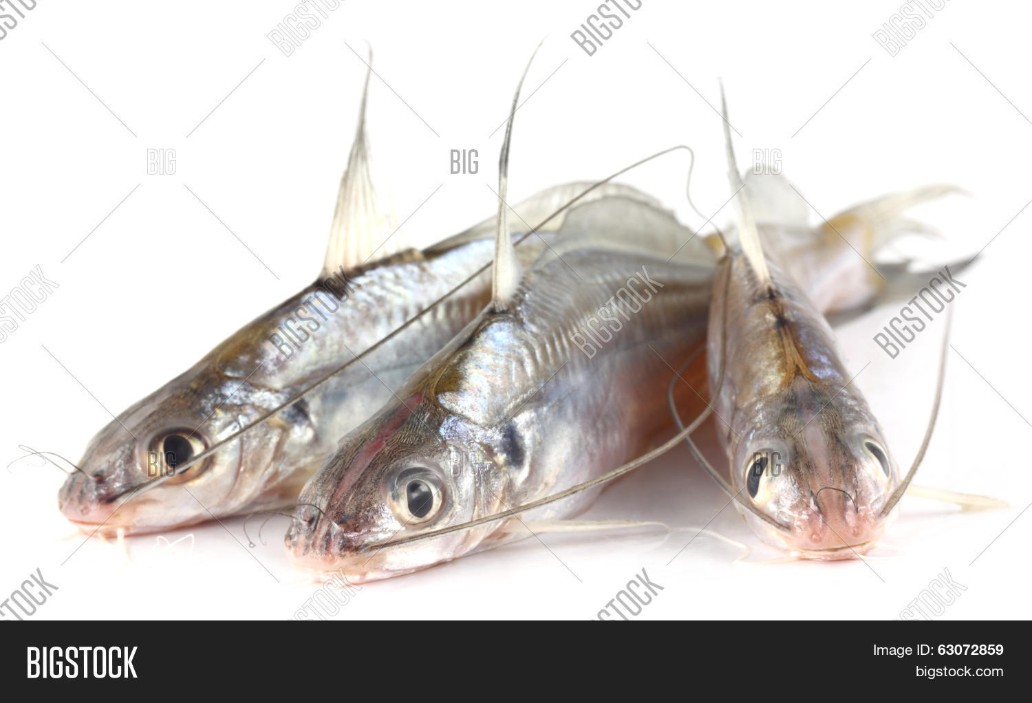 Tengra Fish Bangladesh Image & Photo (Free Trial) | Bigstock