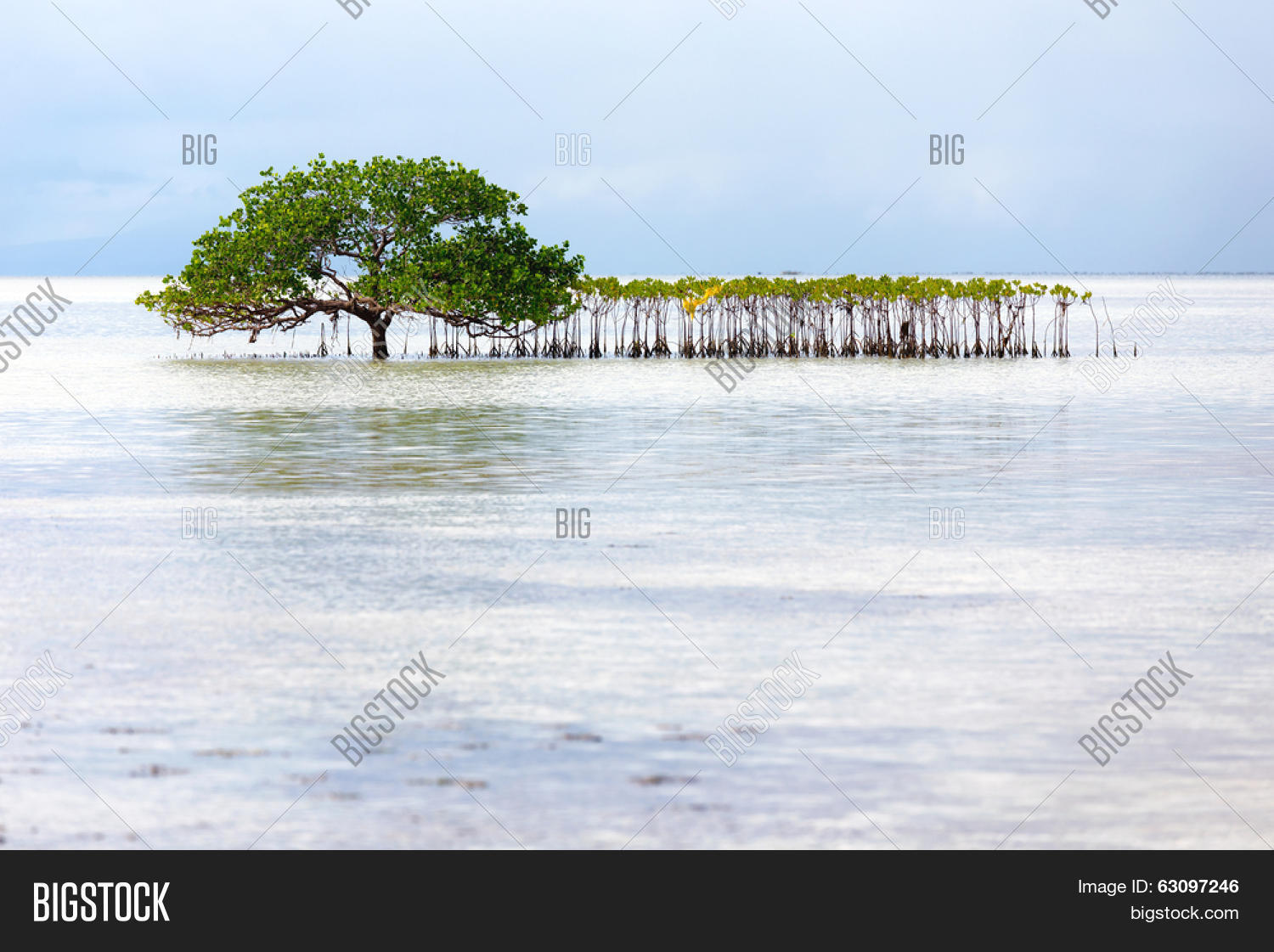 Beautiful Mangrove Image & Photo (Free Trial) | Bigstock