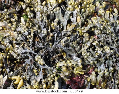 Seaweed Texture Image & Photo (Free Trial) | Bigstock