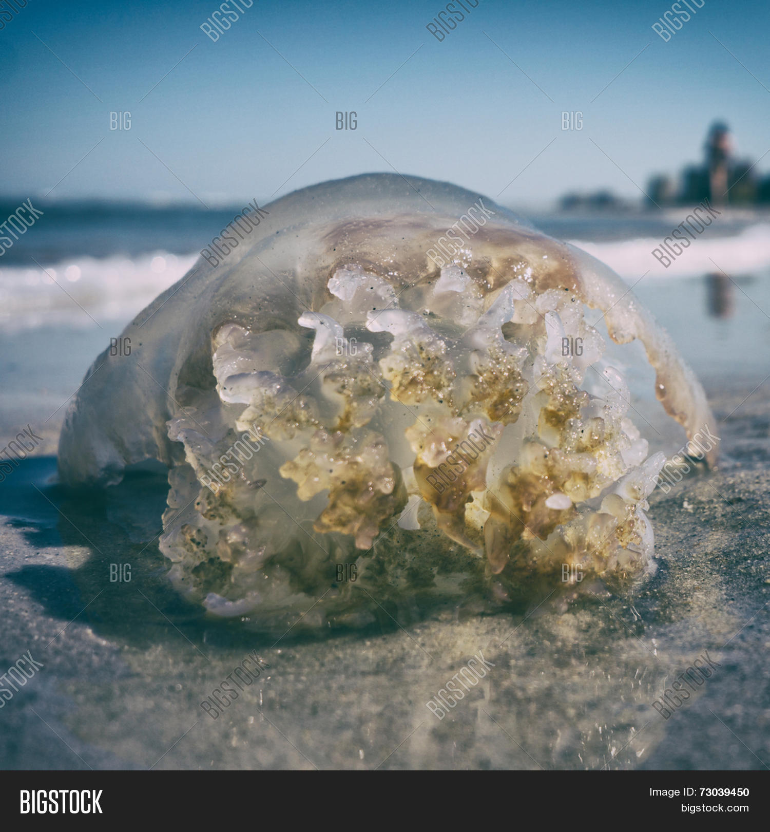 Dead Jellyfish On Image & Photo (Free Trial) | Bigstock