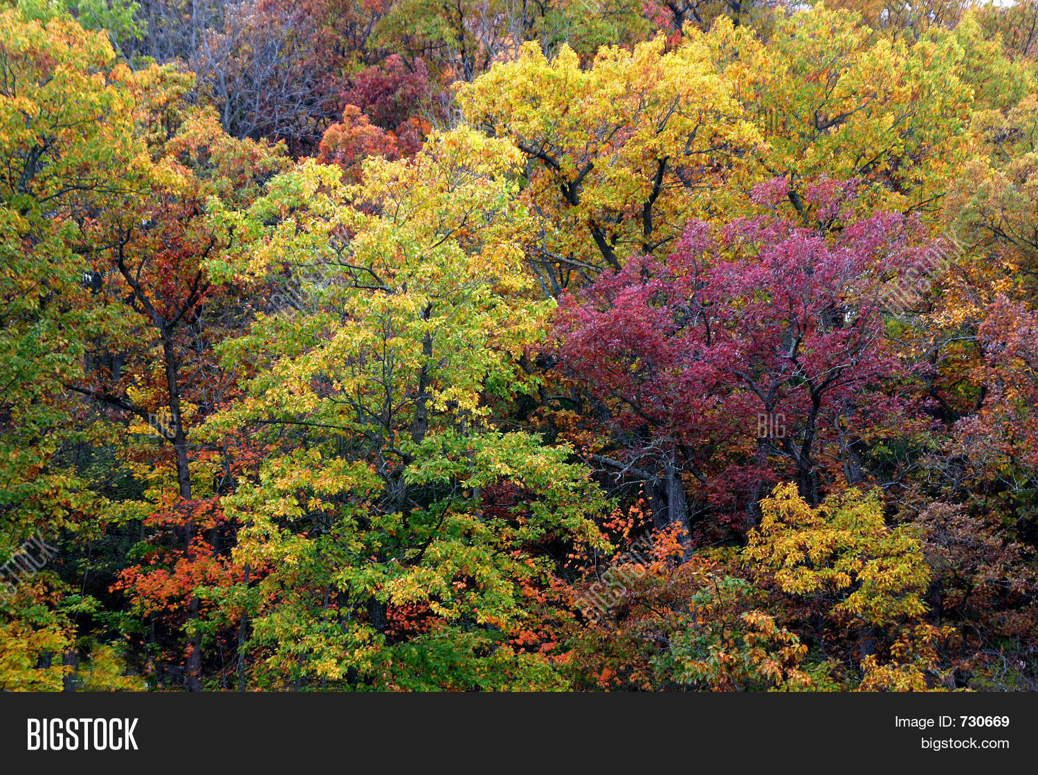 Hillside Trees Autum Image & Photo (Free Trial) | Bigstock