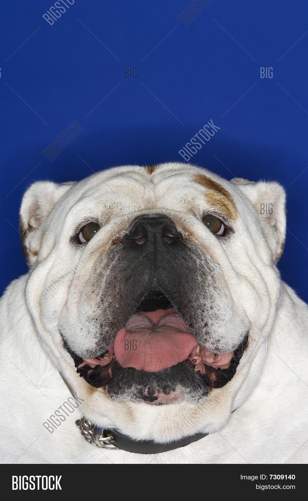 Bulldog Open Mouth Image & Photo (Free Trial) | Bigstock