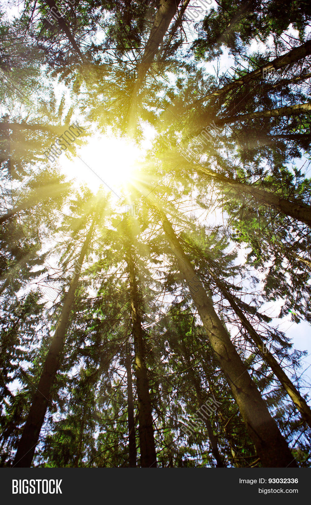 Sunlight Forest Image & Photo (Free Trial) | Bigstock