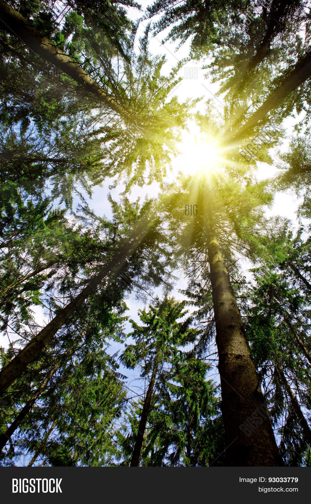 Sunlight Forest Image & Photo (Free Trial) | Bigstock