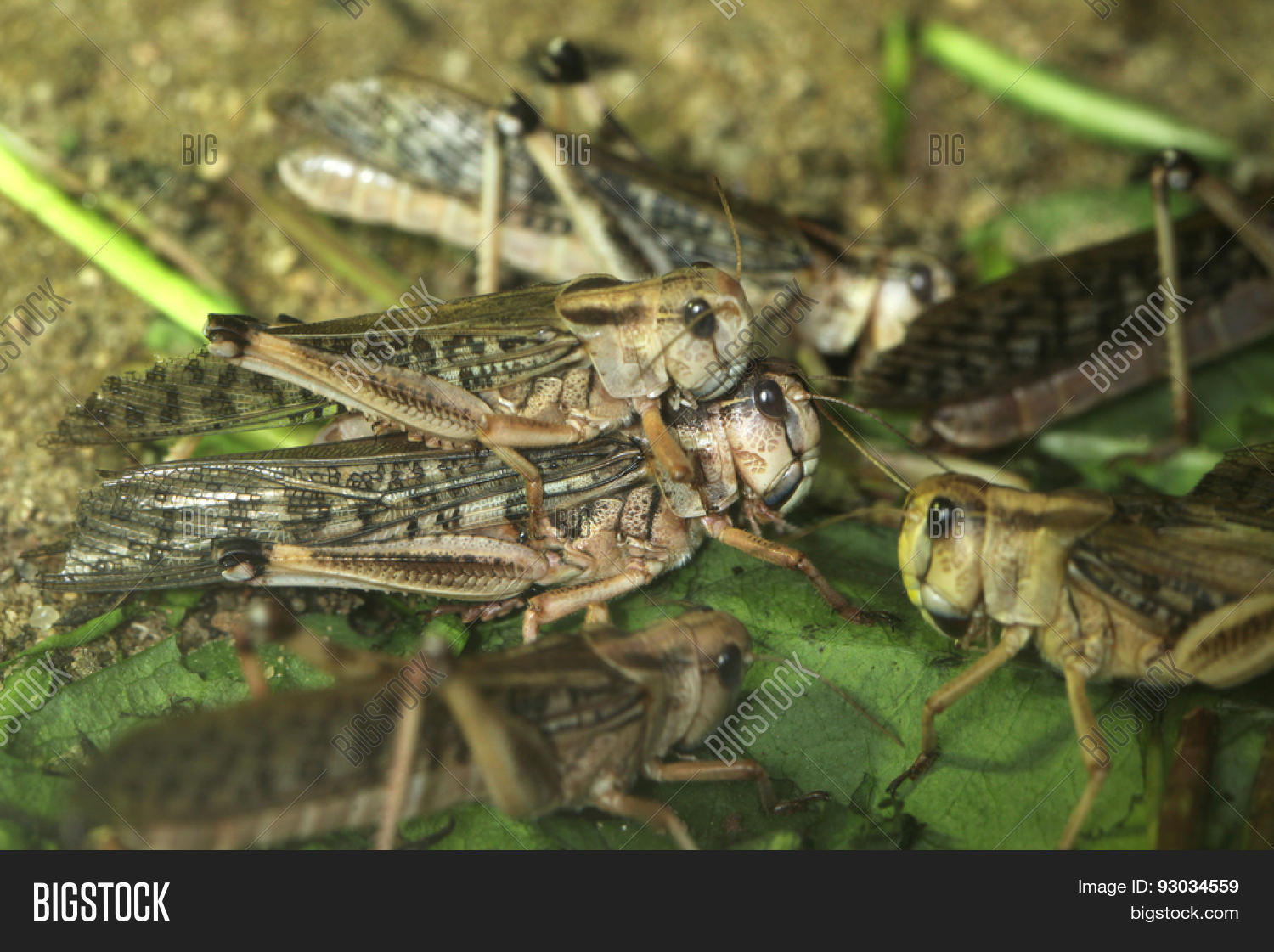 Desert Locust ( Image & Photo (Free Trial) | Bigstock