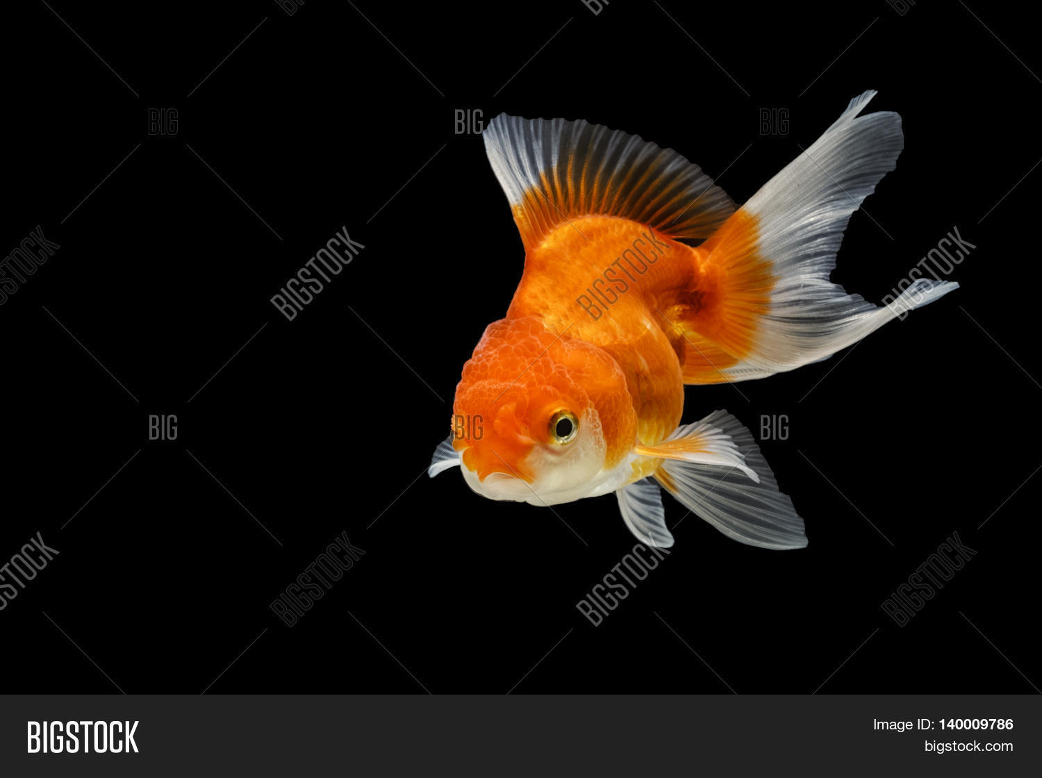 Oranda Gold Fish Image & Photo (Free Trial) | Bigstock