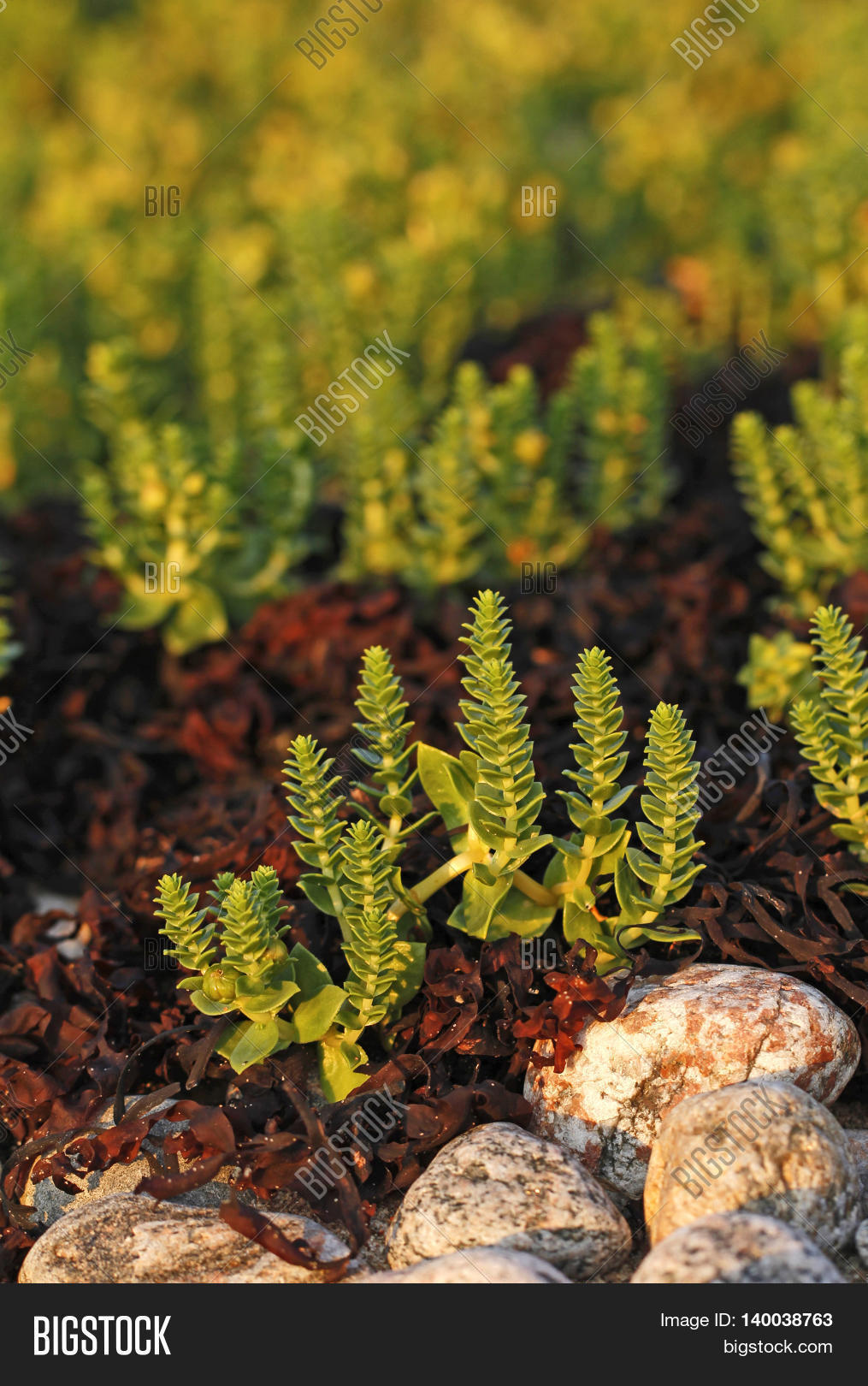 Honckenya Peploides Image & Photo (Free Trial) | Bigstock