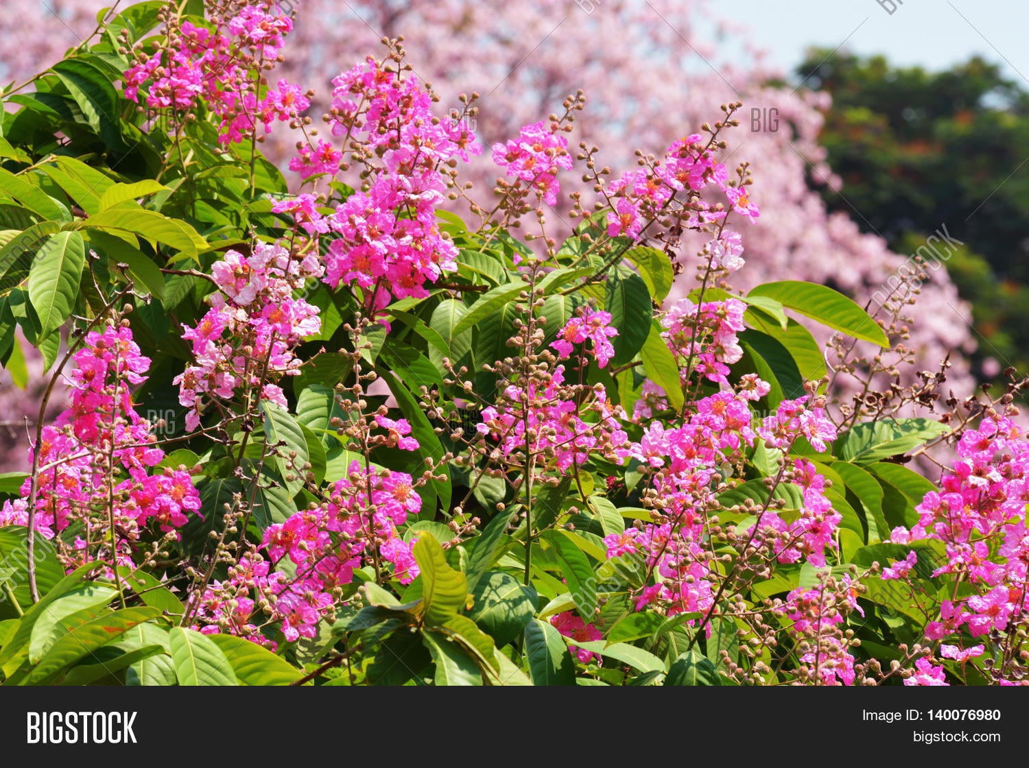 Pride India Tree Image & Photo (Free Trial) | Bigstock