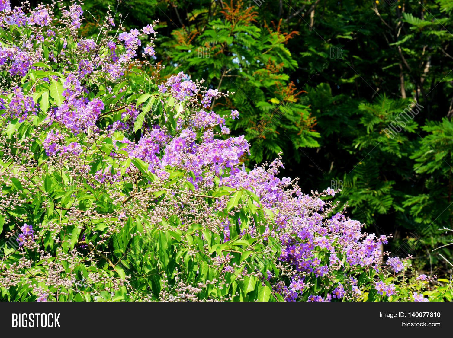 Pride India Tree Image & Photo (Free Trial) | Bigstock