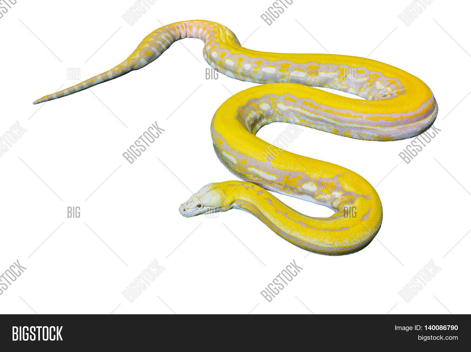 Gold PythonReticulated Image & Photo (Free Trial) | Bigstock