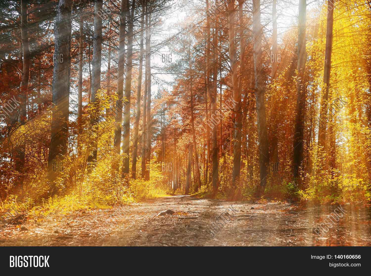 Forest Sunny Autumn Image & Photo (Free Trial) | Bigstock