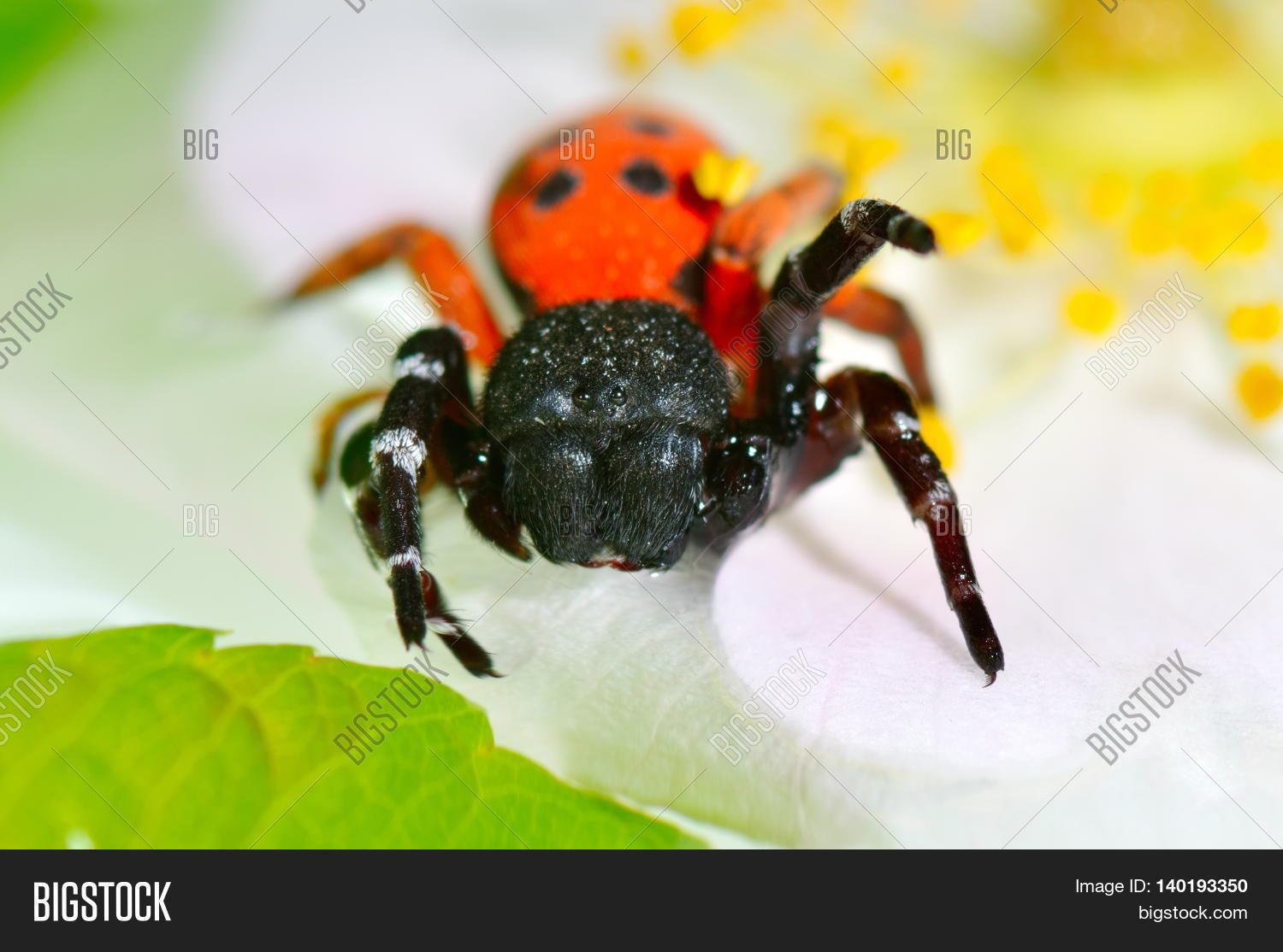 Ladybird Spider ( Image & Photo (Free Trial) | Bigstock
