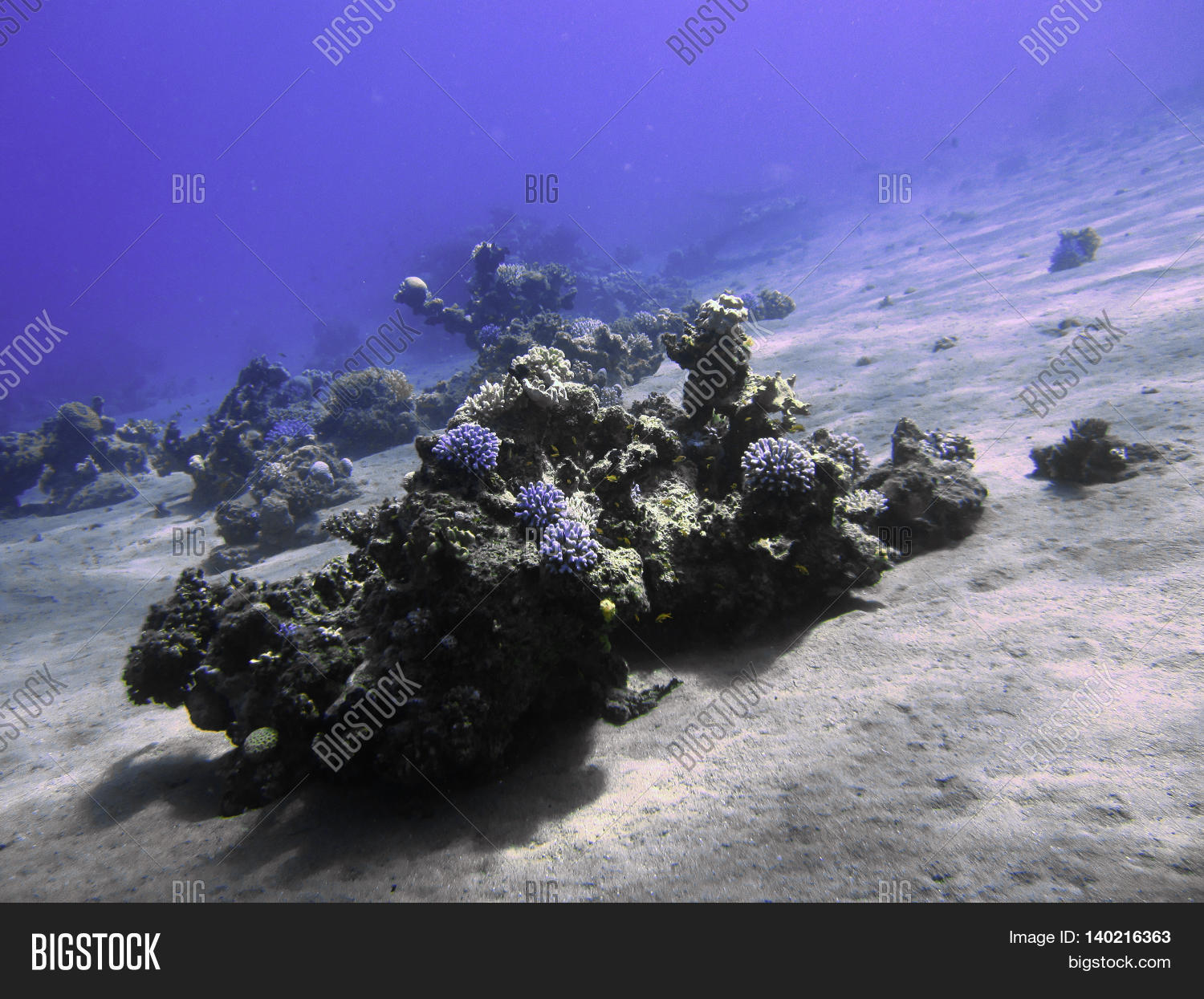 Coral Reef On Sand Image & Photo (Free Trial) | Bigstock