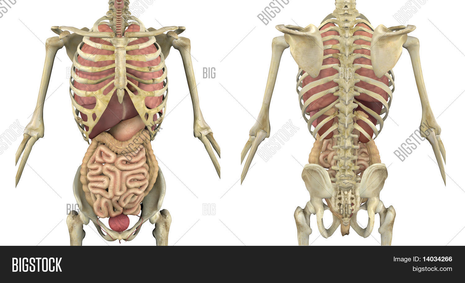 Torso Skeleton Image & Photo (Free Trial) | Bigstock