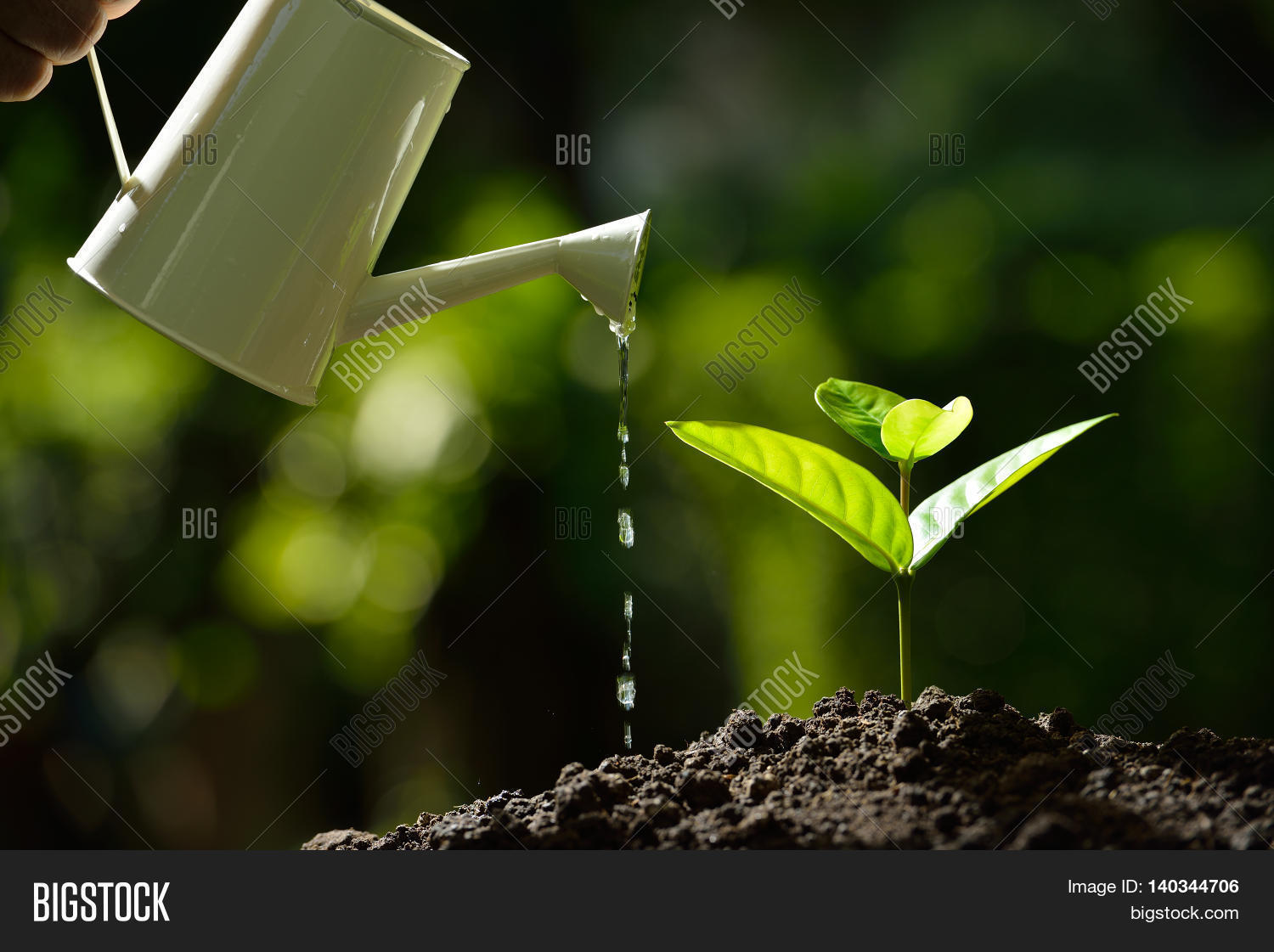 Sprout Watered Image & Photo (Free Trial) | Bigstock