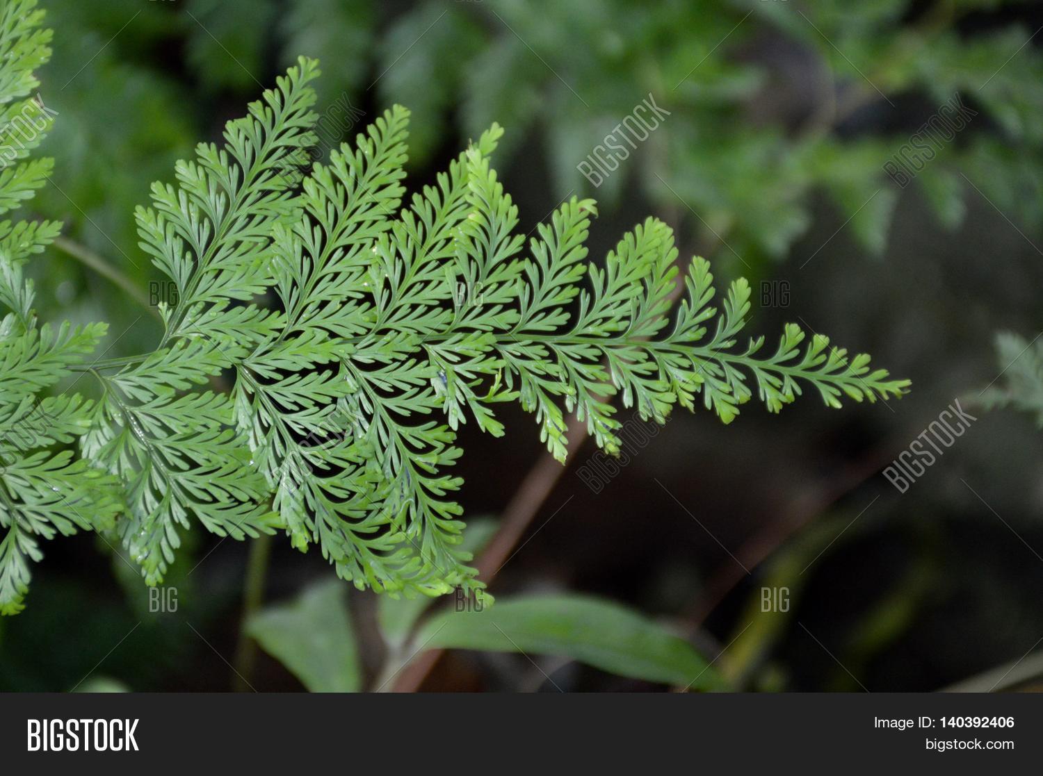Fresh Green Davallia Image & Photo (Free Trial) | Bigstock