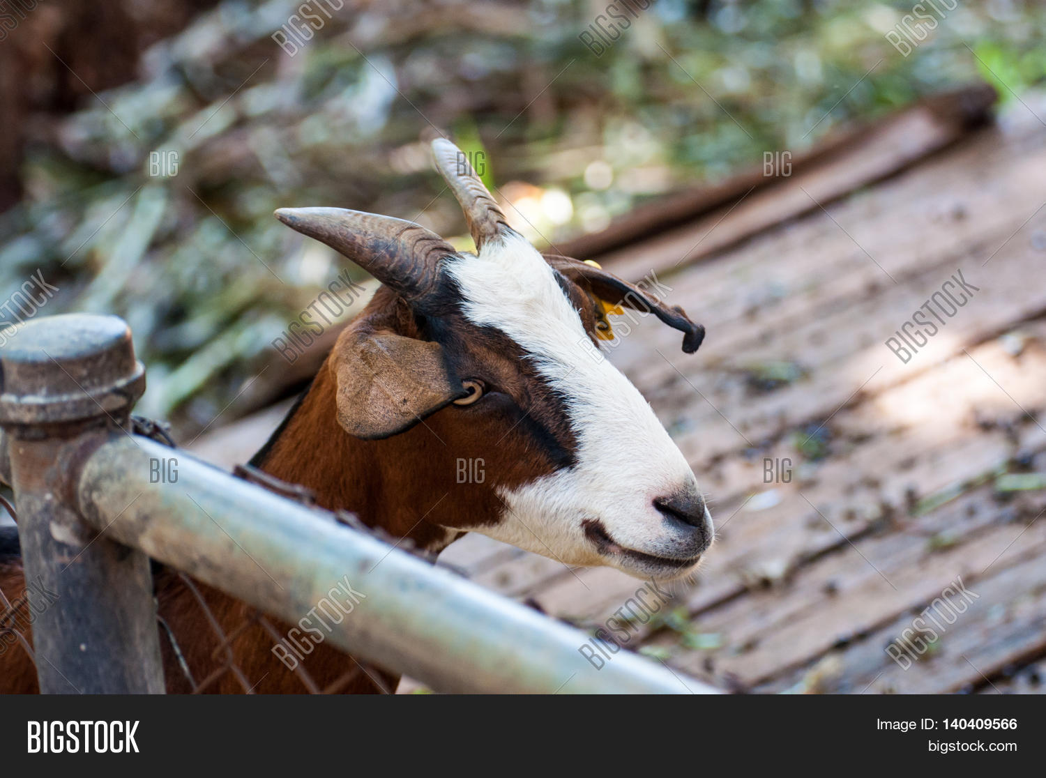 Goats Zoo Thailand. Image & Photo (Free Trial) | Bigstock