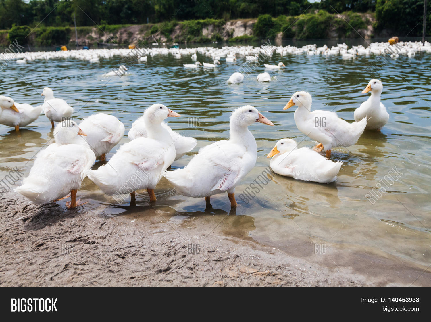 Real White Duck Farm Image & Photo (Free Trial) | Bigstock