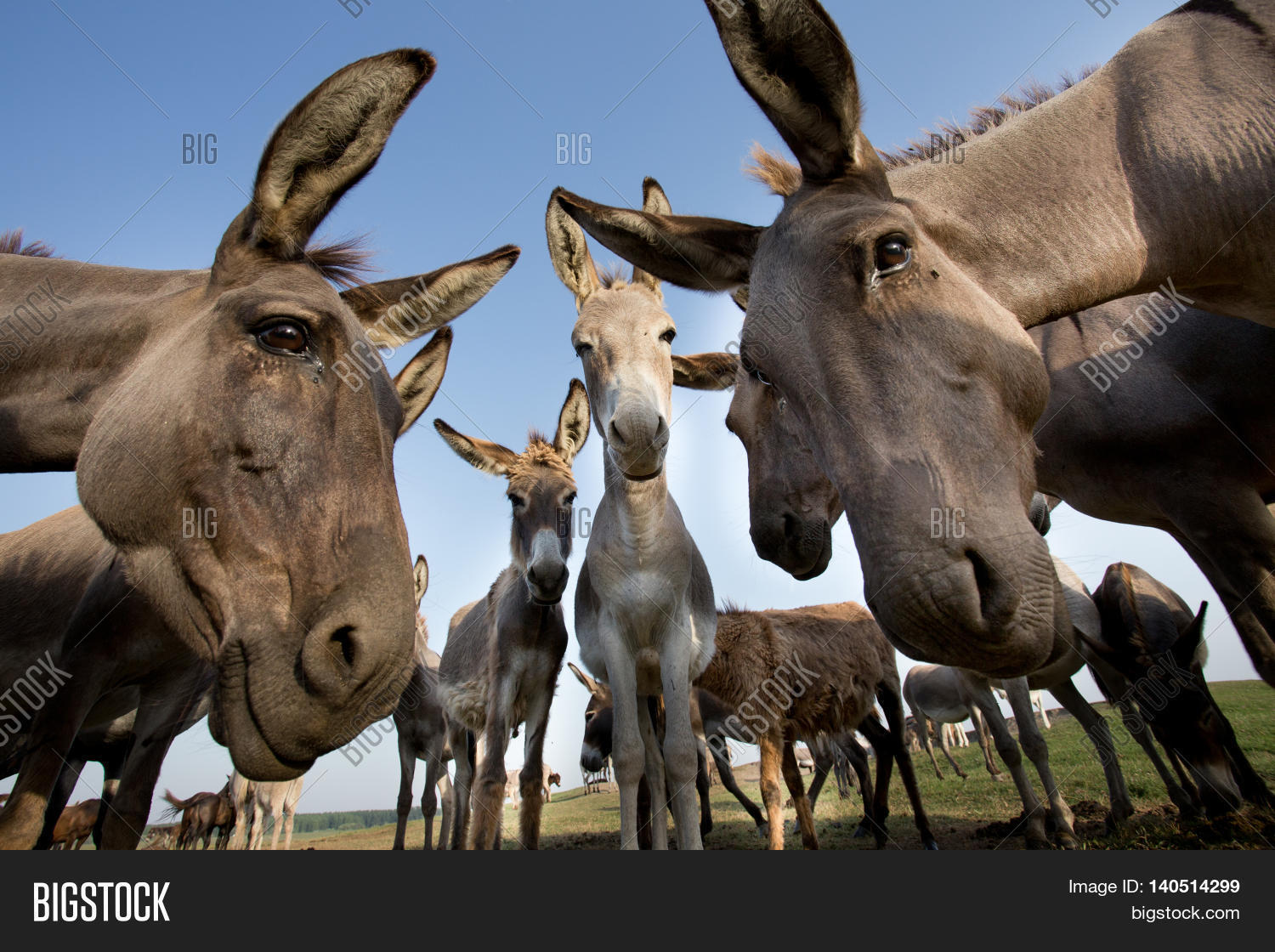 Donkeys Staring Camera Image & Photo (Free Trial) | Bigstock