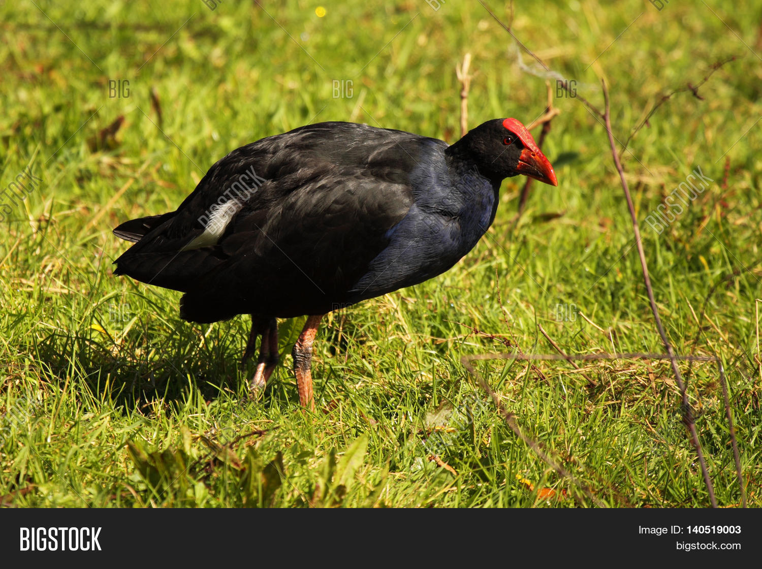 Pukeko Searching Food Image & Photo (Free Trial) | Bigstock