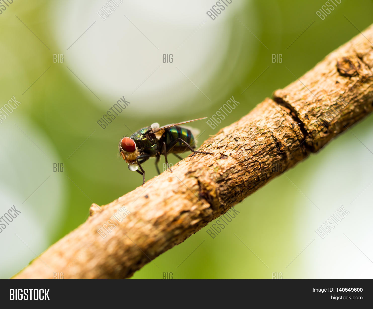 Closeup Macro Green Image & Photo (Free Trial) | Bigstock