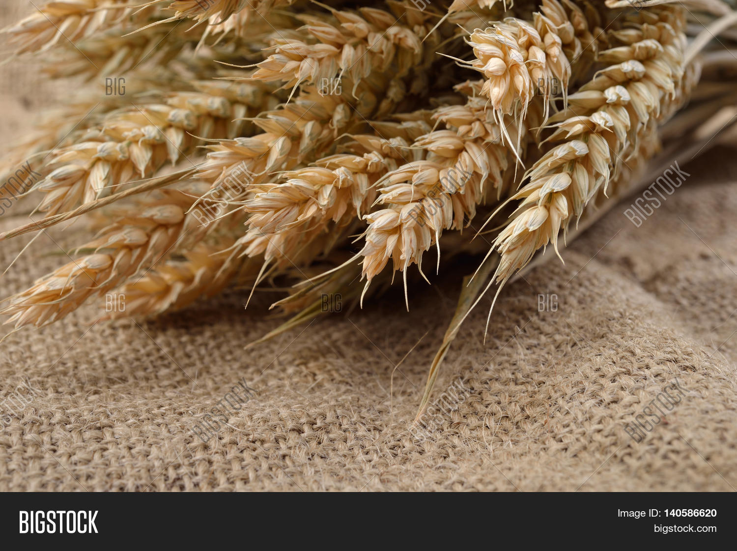 Wheat Spikes On Grain Image & Photo (Free Trial) | Bigstock