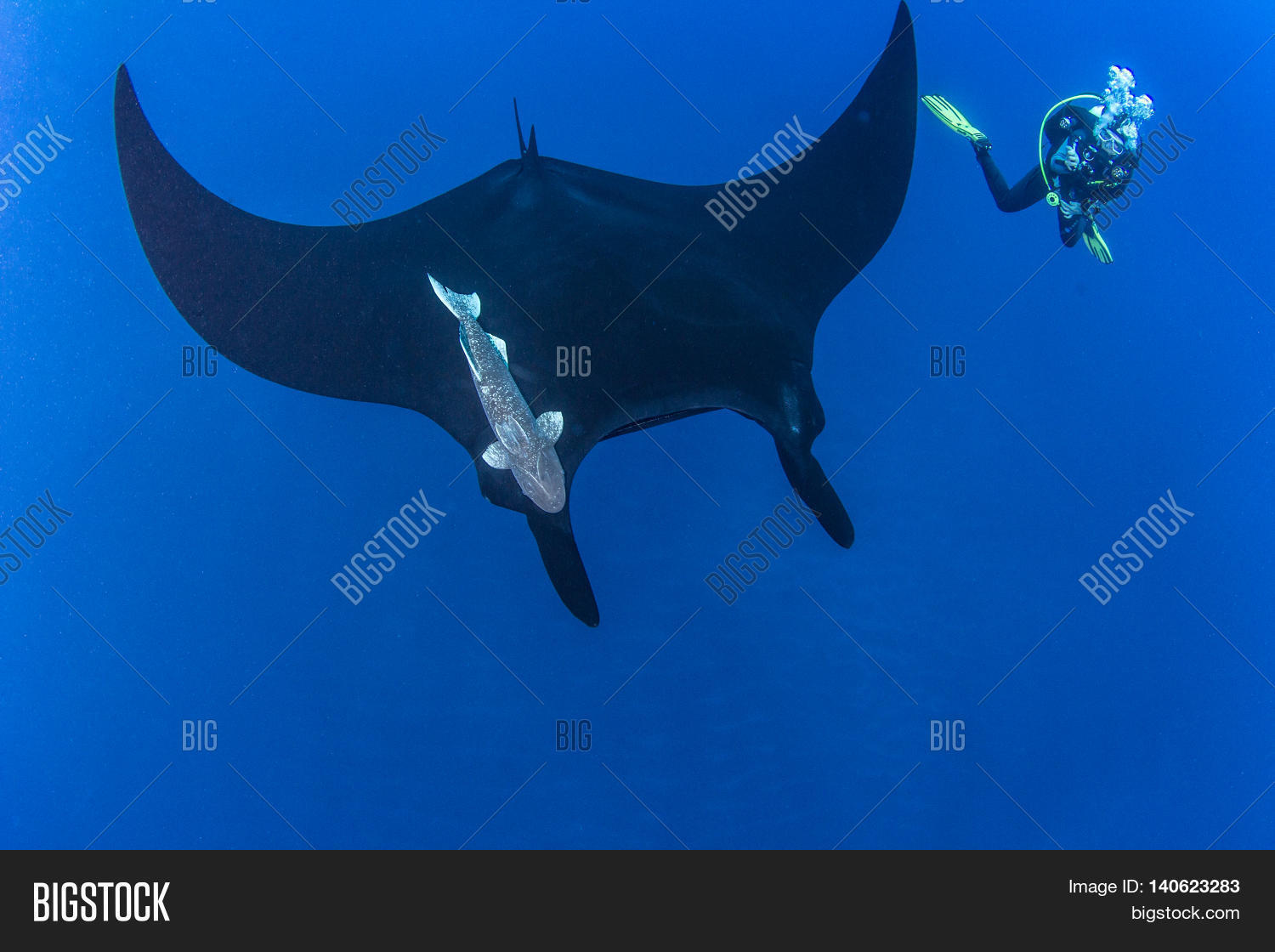 Black Manta Ray Islas Image & Photo (Free Trial) | Bigstock