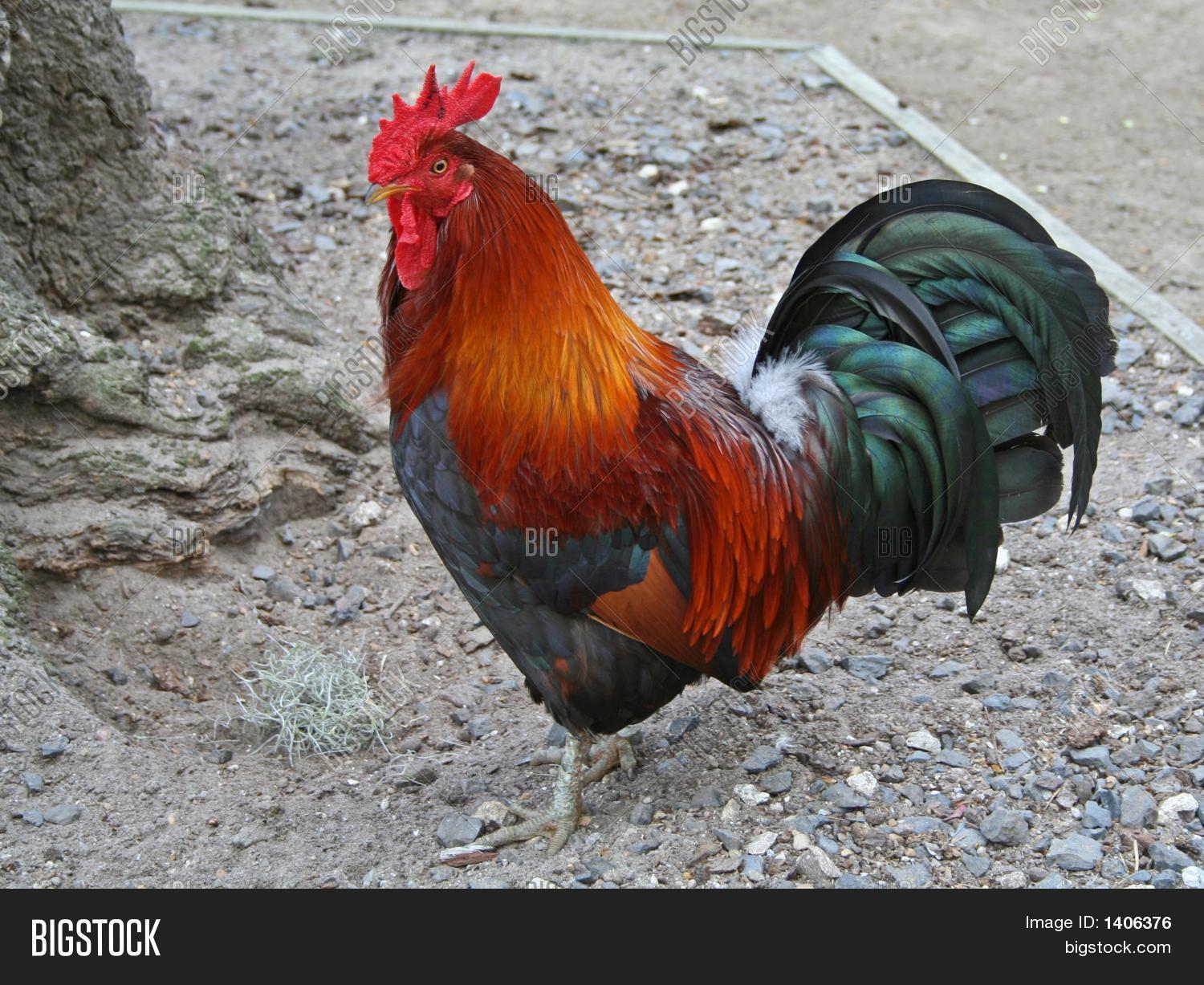Colorful Rooster Image & Photo (Free Trial) | Bigstock