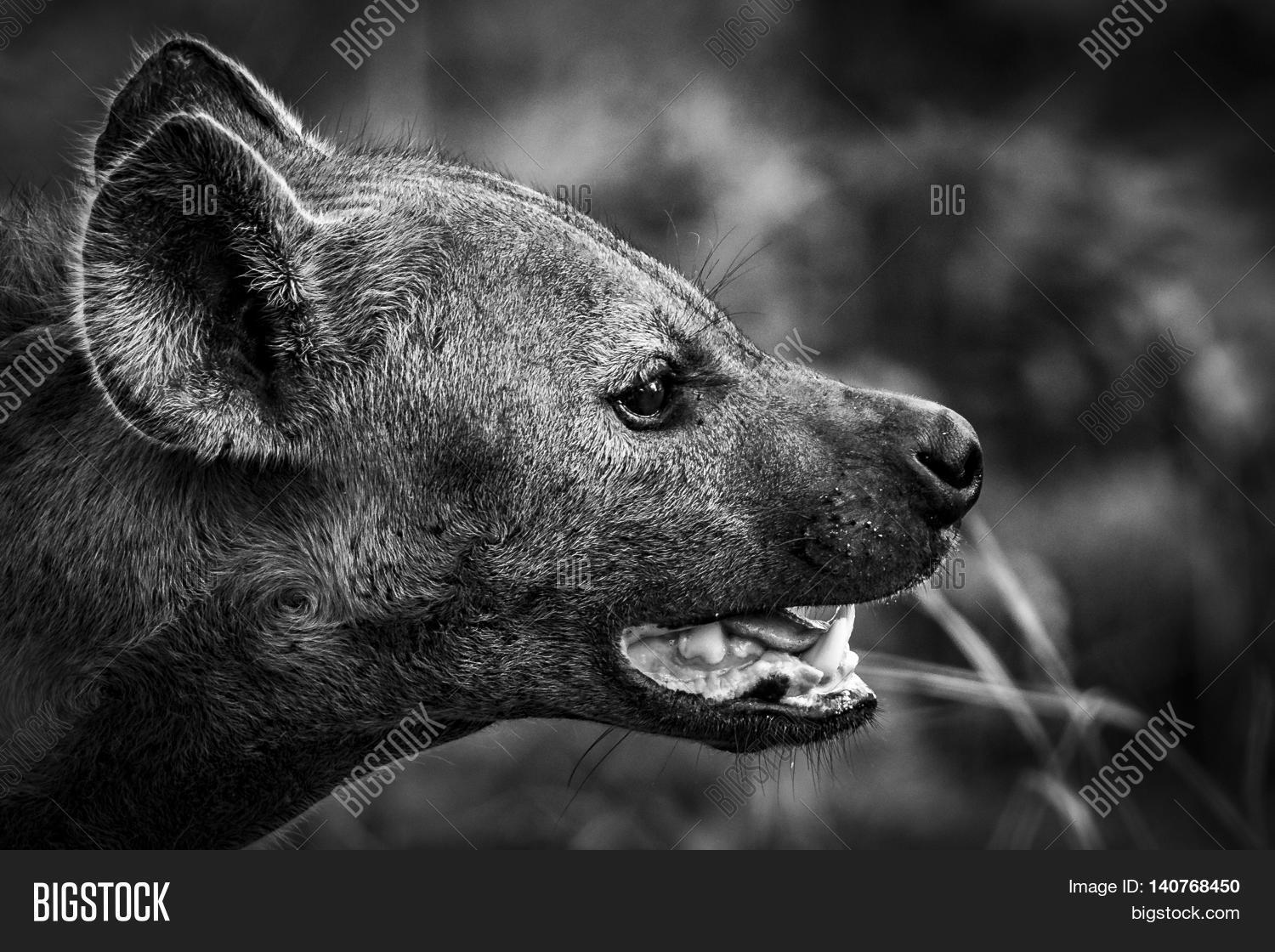 Hyena Portrait Black Image & Photo (Free Trial) | Bigstock