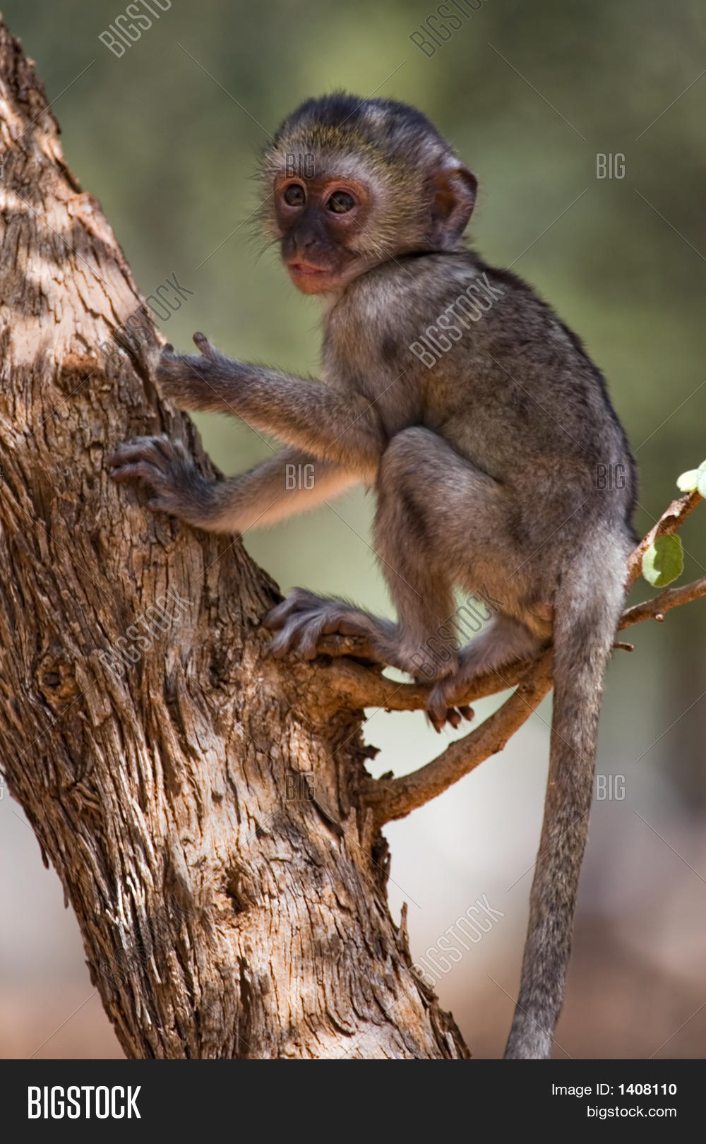Baby Velvet Monkey Image & Photo (Free Trial) | Bigstock