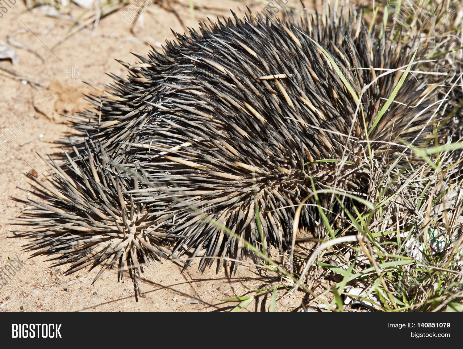 Echidna Digging Into Image & Photo (Free Trial) | Bigstock