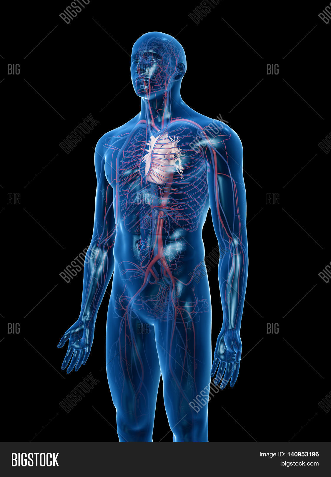 3d Rendered Medically Image & Photo (Free Trial) | Bigstock