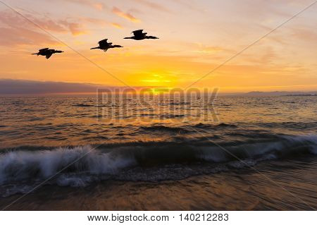 Ocean Sunset Birds Image & Photo (Free Trial) | Bigstock