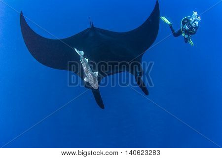 Black Manta Ray Islas Image & Photo (Free Trial) | Bigstock