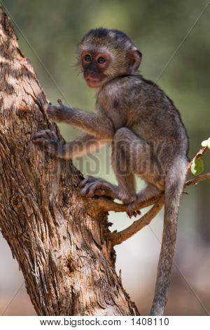 Baby Velvet Monkey Image & Photo (Free Trial) | Bigstock