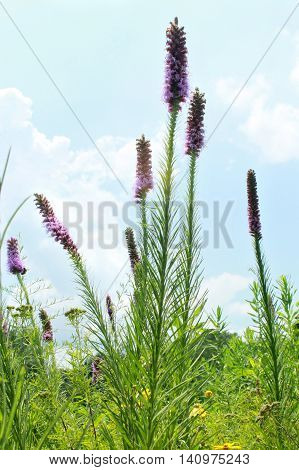 Native Midwest USA Image & Photo (Free Trial) | Bigstock