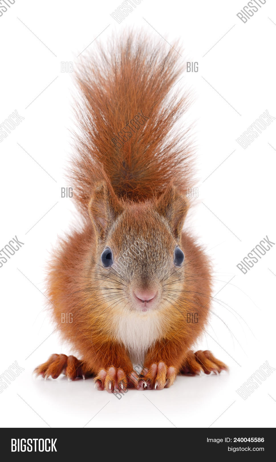 Eurasian Red Squirrel Image & Photo (Free Trial) | Bigstock