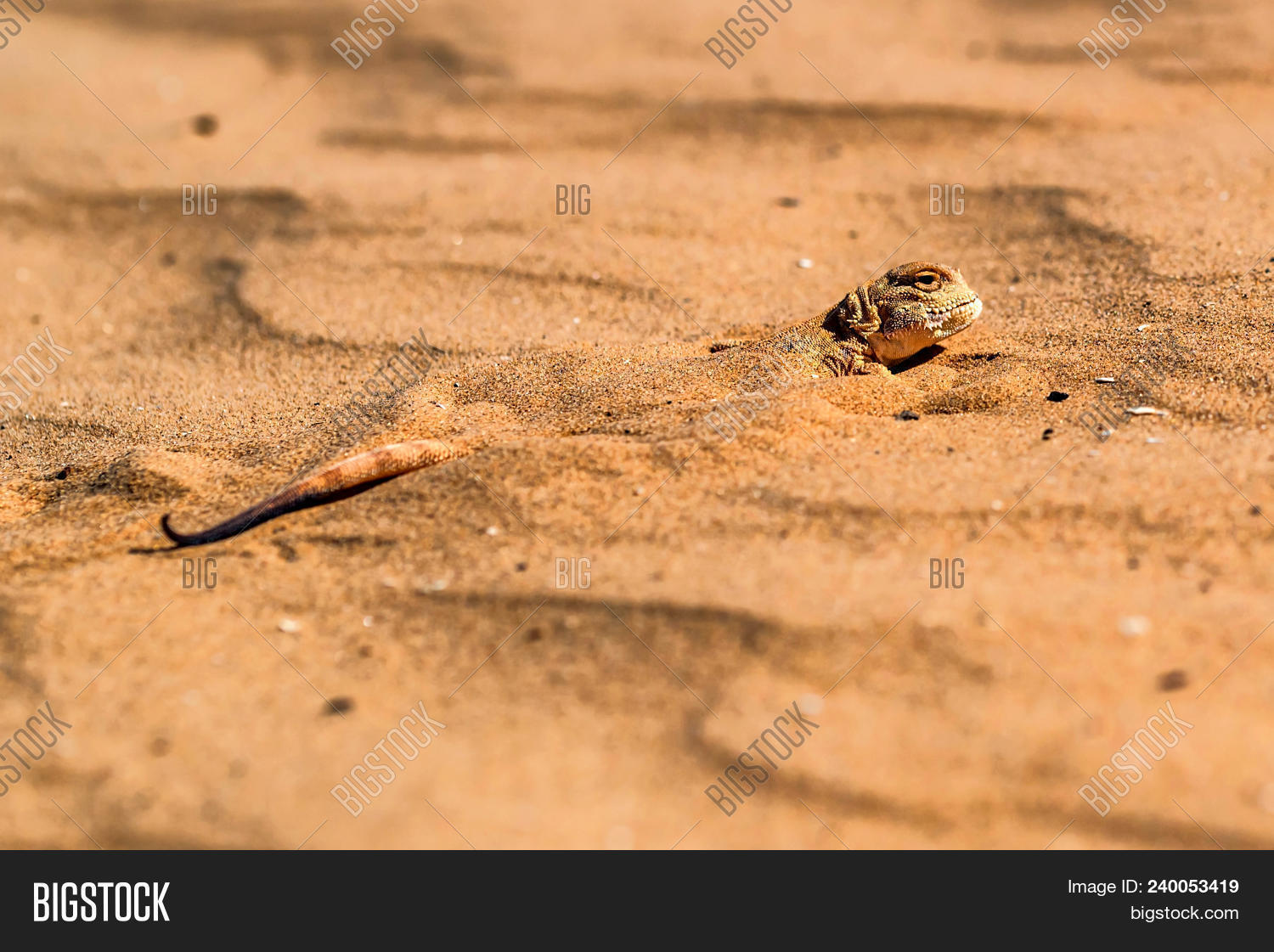 Close Spotted Toad- Image & Photo (Free Trial) | Bigstock