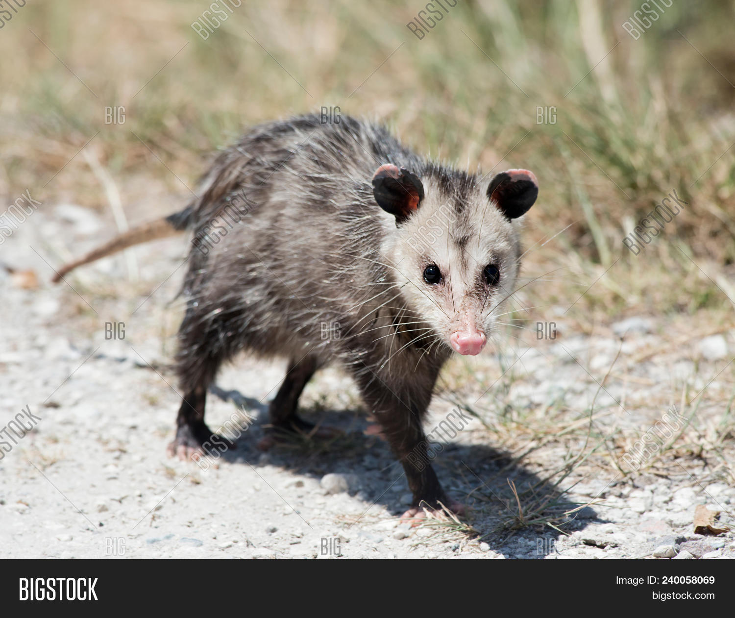 Common Opossum Walking Image & Photo (Free Trial) | Bigstock