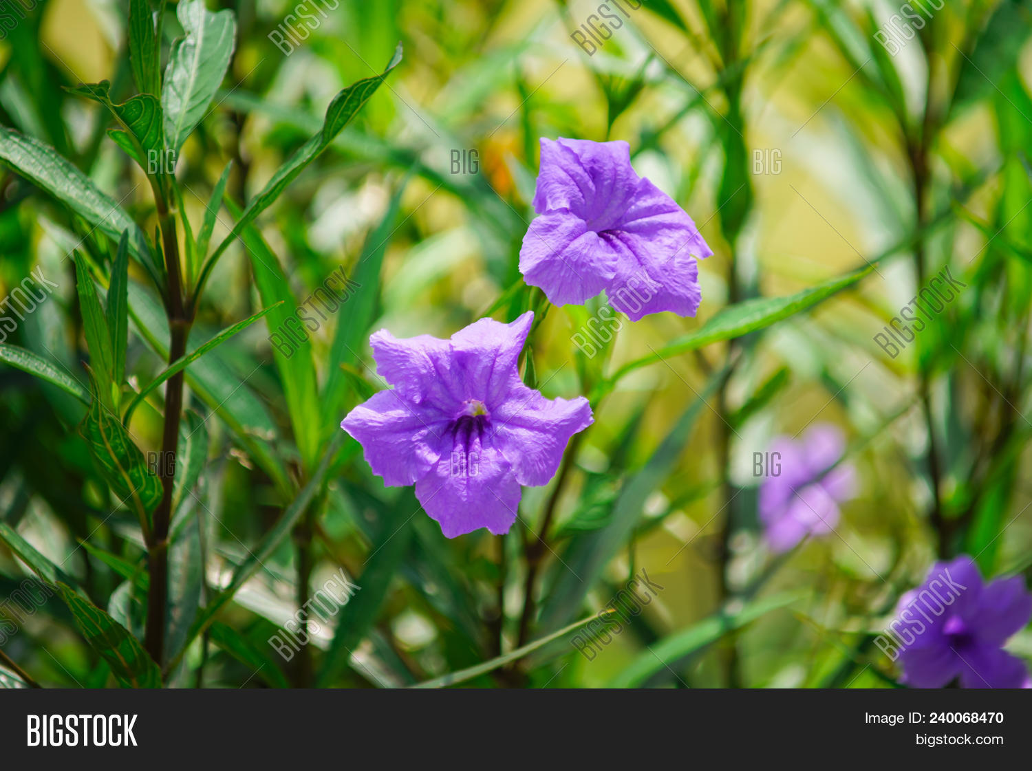 Purple Ruellia Image & Photo (Free Trial) | Bigstock