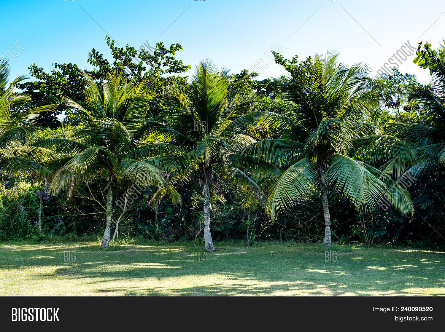 Palm Trees Various Image & Photo (Free Trial) | Bigstock