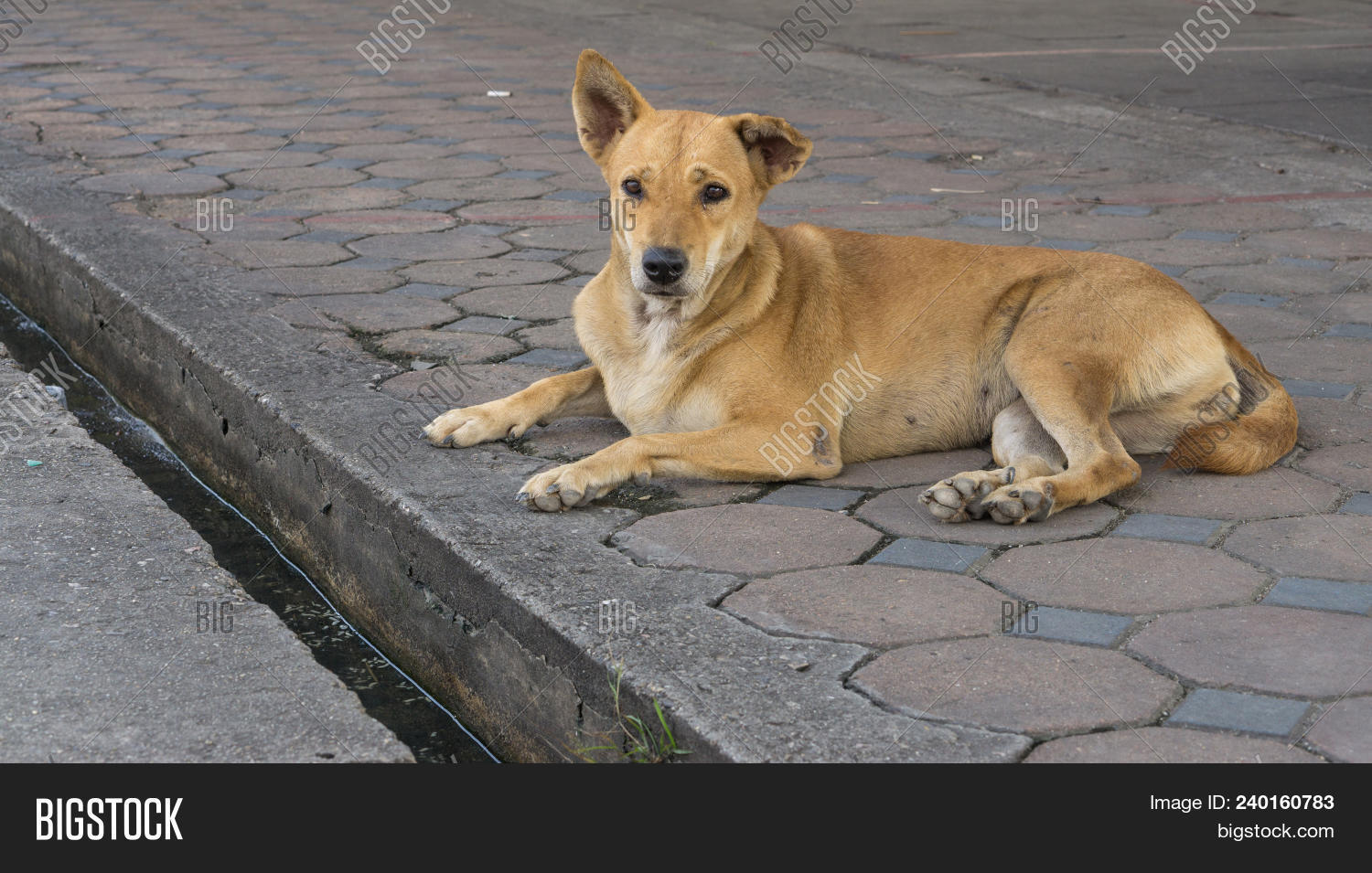 Homeless Stray Dog Image & Photo (Free Trial) | Bigstock