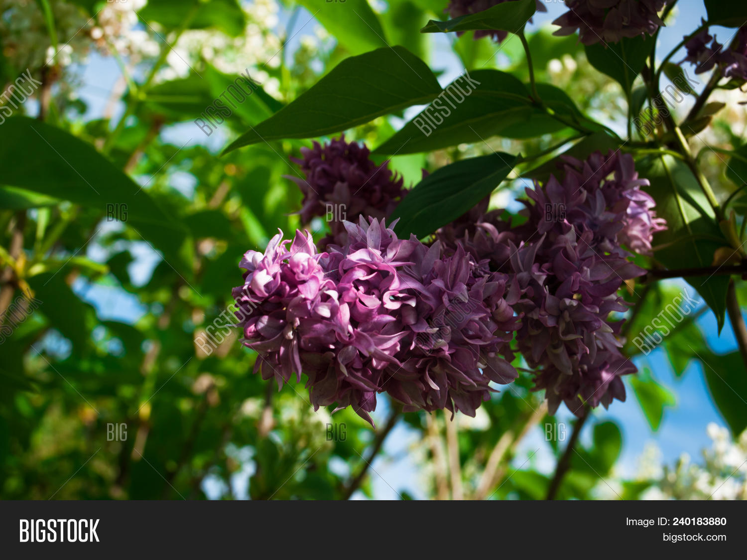 Lilac. Lilacs, Syringa Image & Photo (Free Trial) | Bigstock