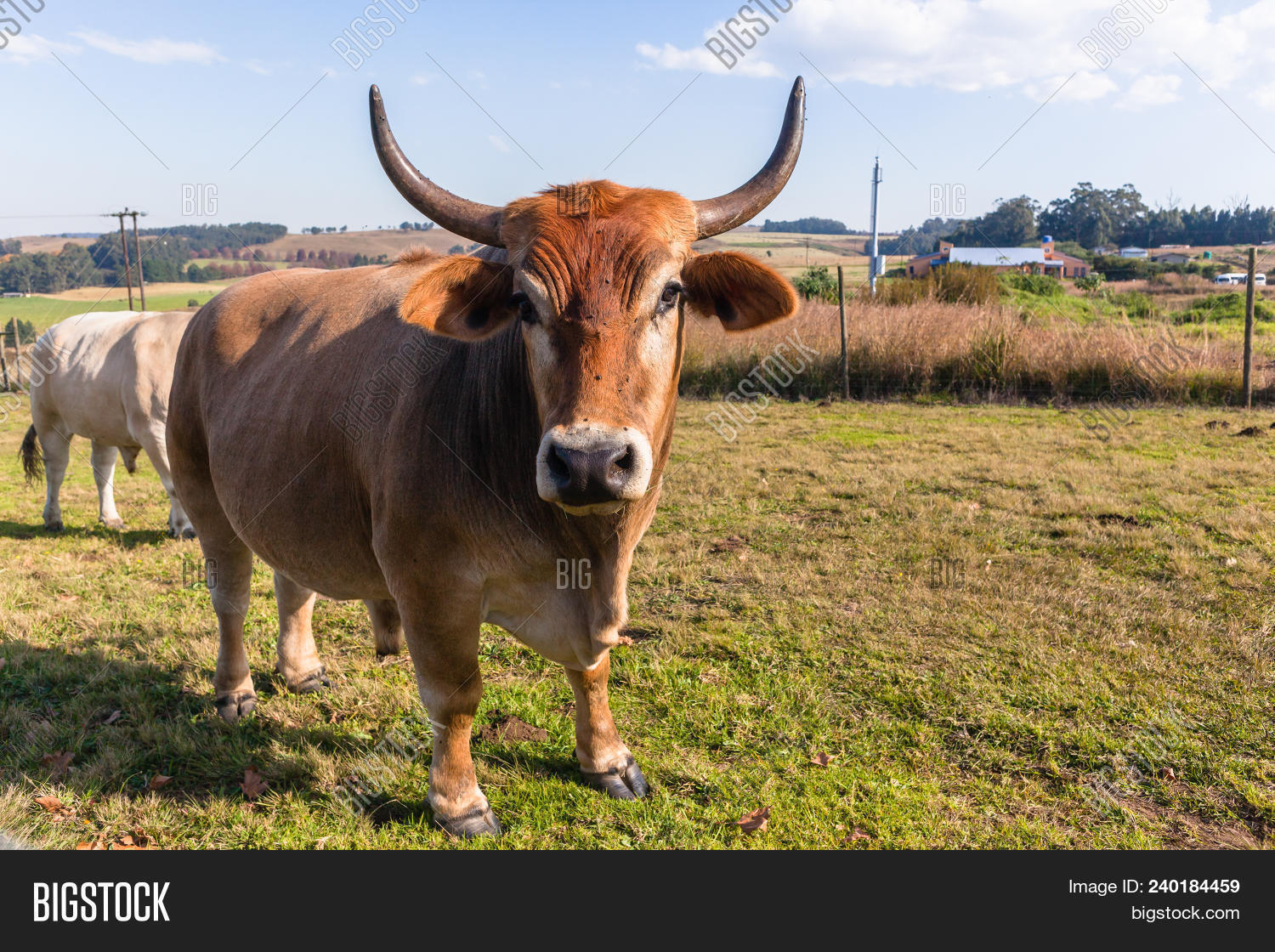 Animals Cattle Beef Image & Photo (Free Trial) | Bigstock