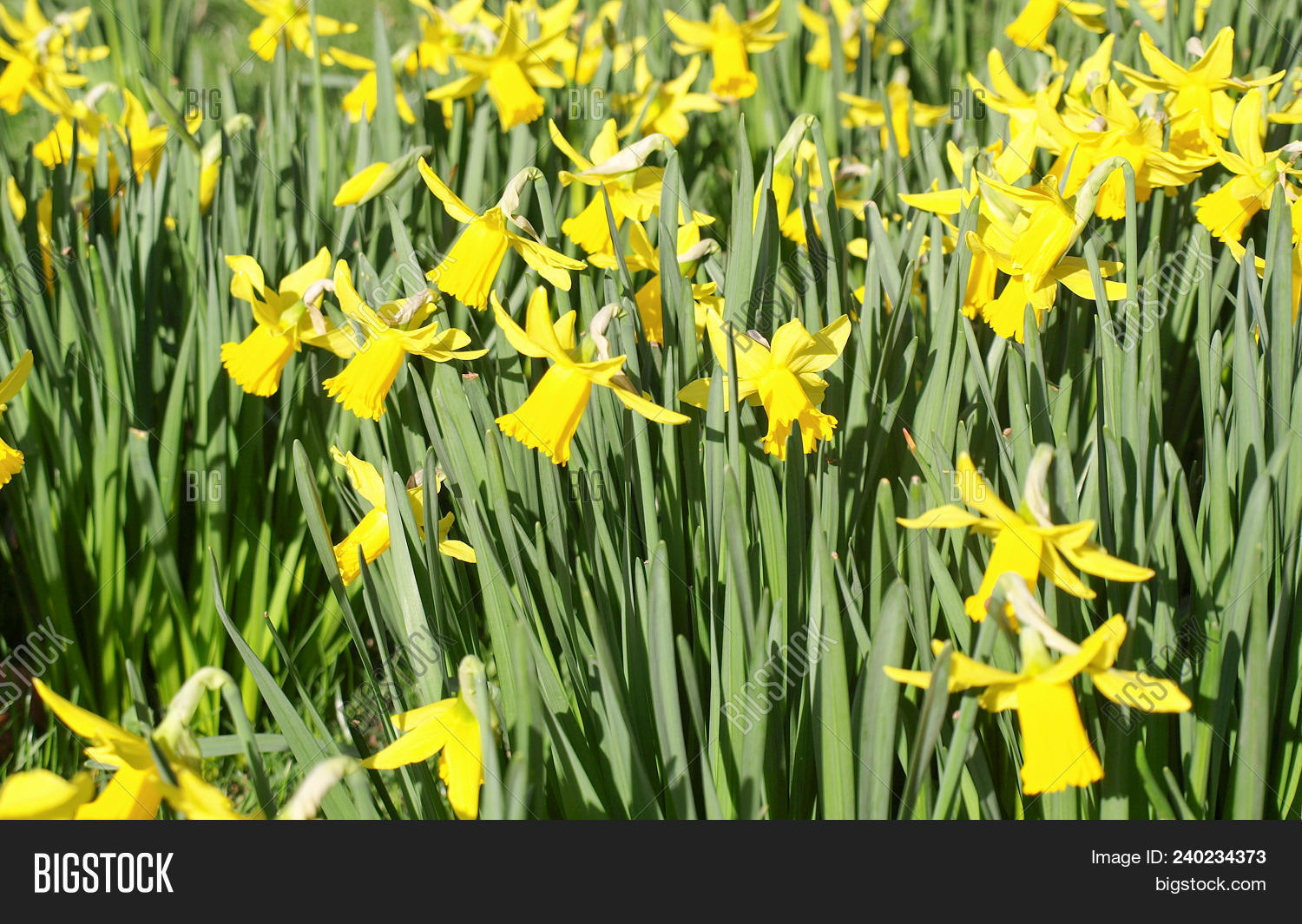 Host Golden Daffodils Image & Photo (Free Trial) | Bigstock