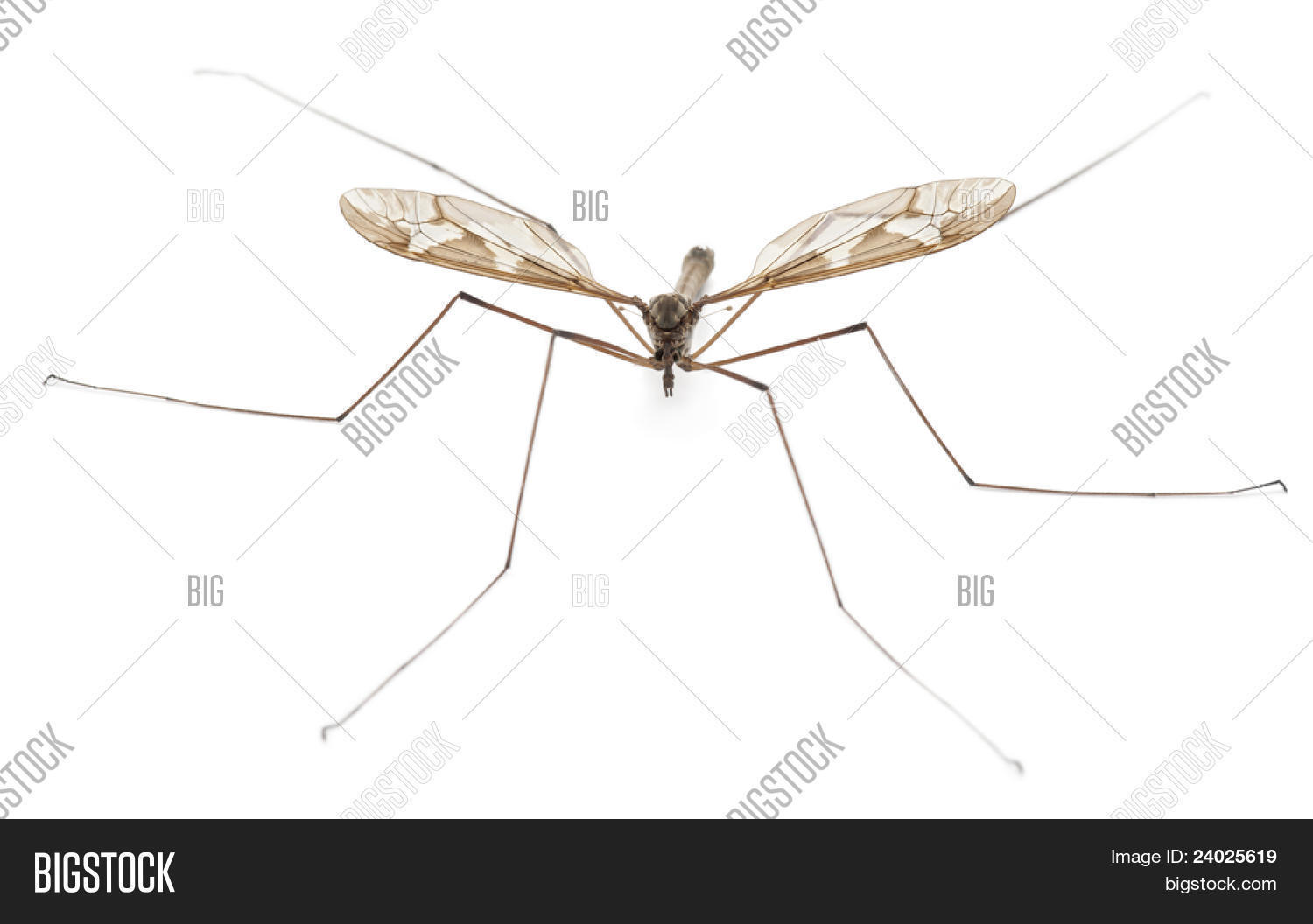 Crane Fly Daddy Long- Image & Photo (Free Trial) | Bigstock