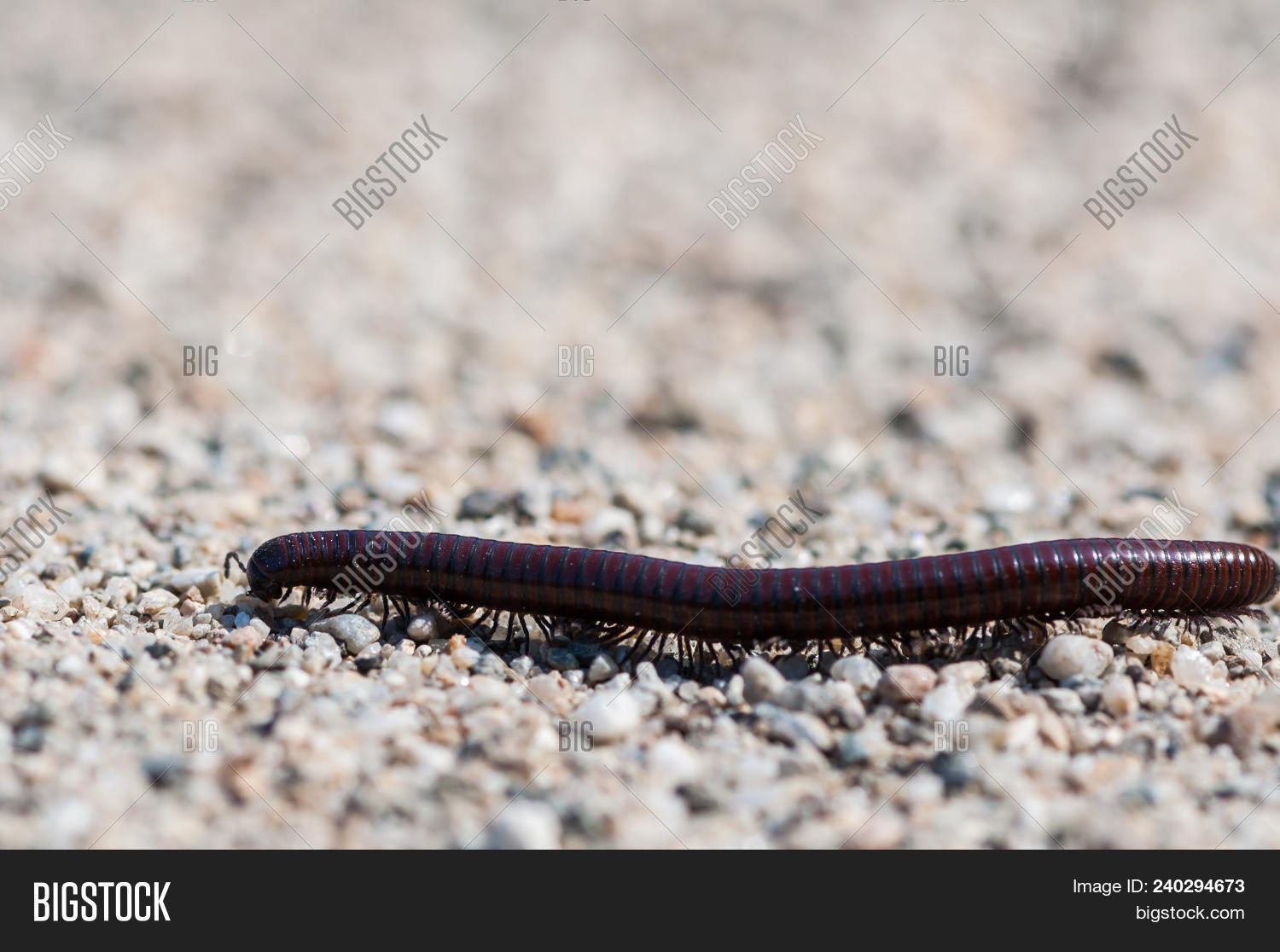 Close- Millipede. Image & Photo (Free Trial) | Bigstock